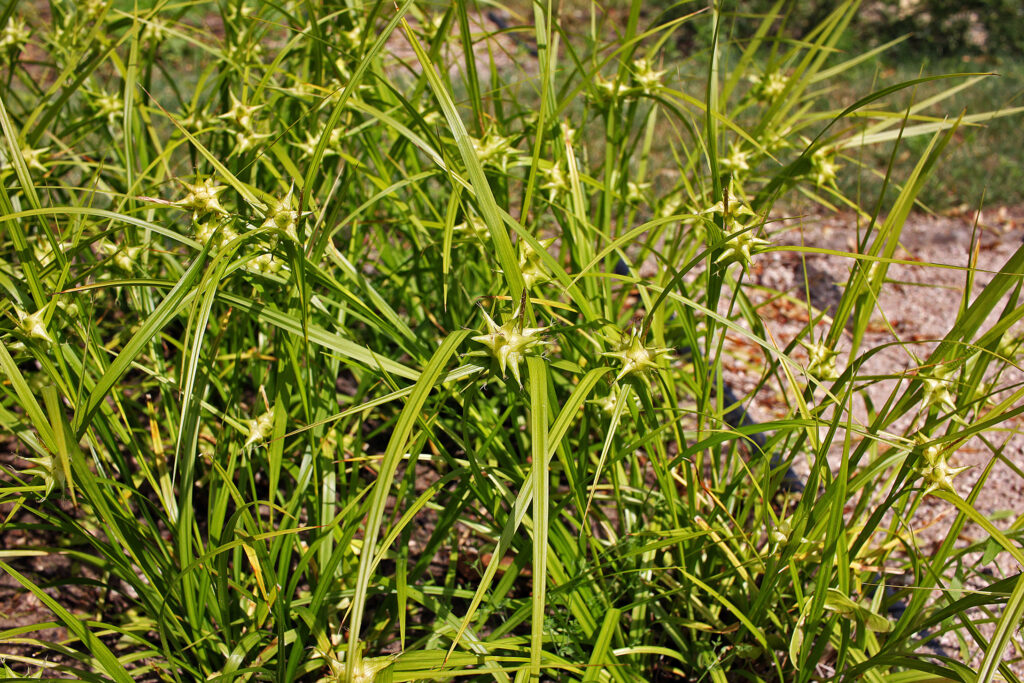 Garden Musings: The Problem of Yellow Nutsedge - The Landscape Writer
