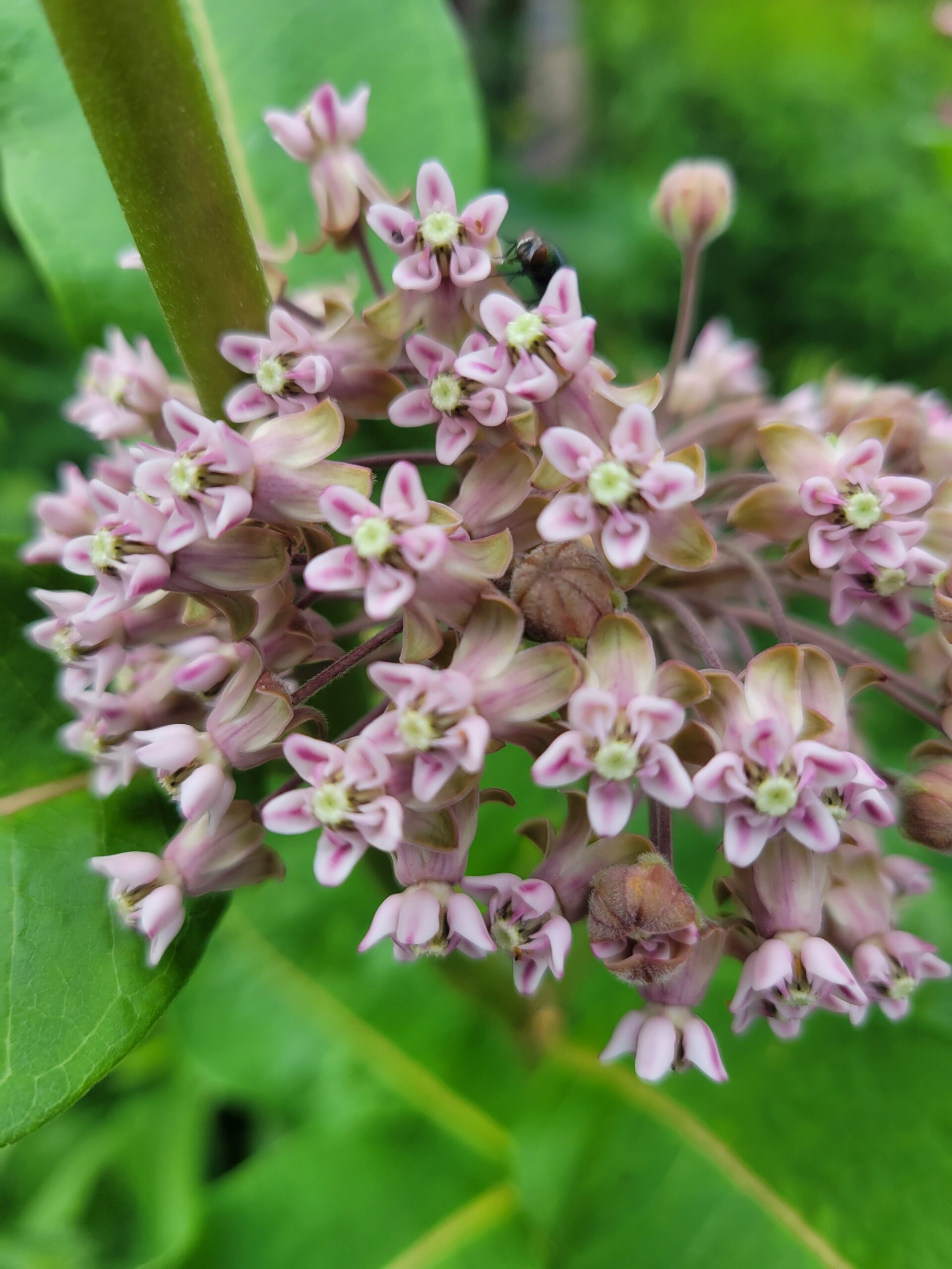 Garden Musings: Balancing Native & Non-Native Plants in a Sustainable ...